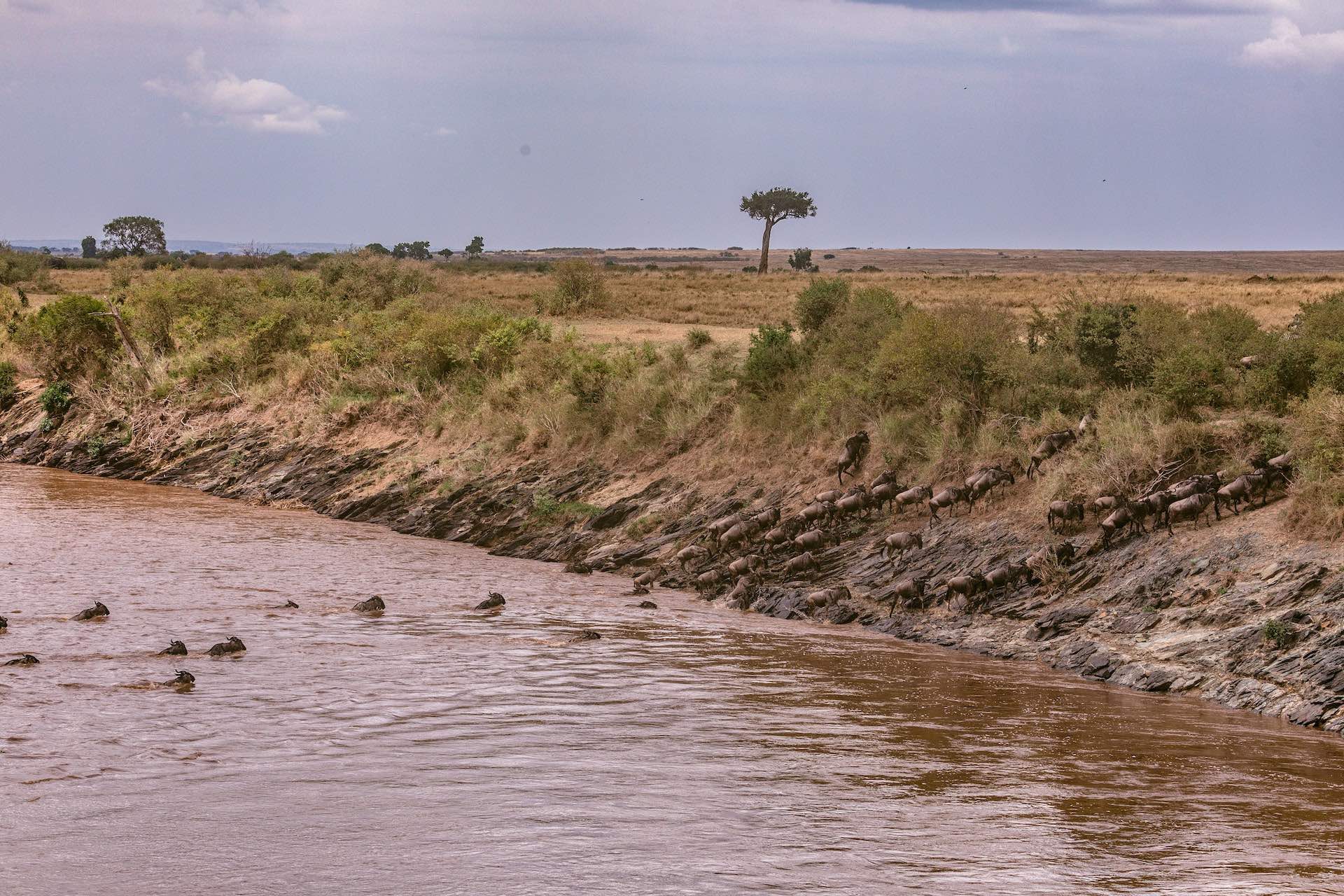 The Great Migration Safari Packages – The Aura of Africa